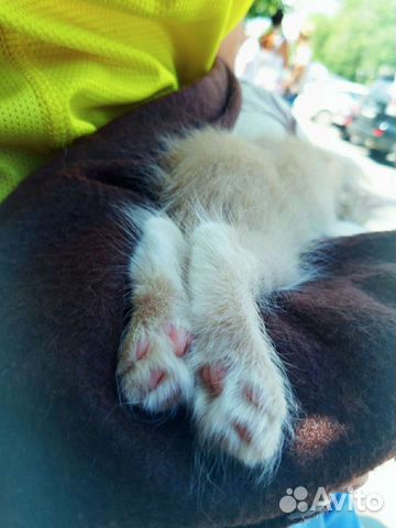 Котенок персиковый