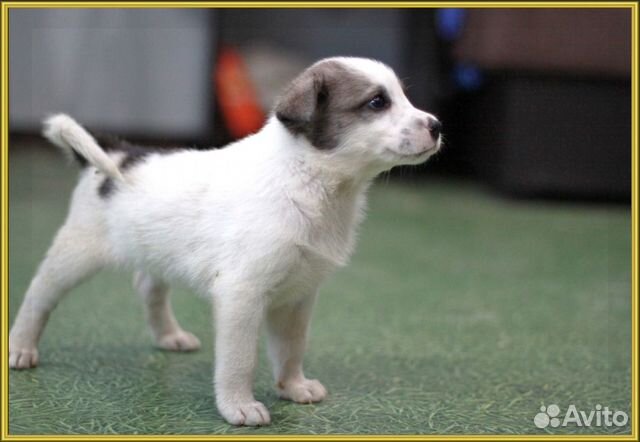 Щеночки-лапоточки