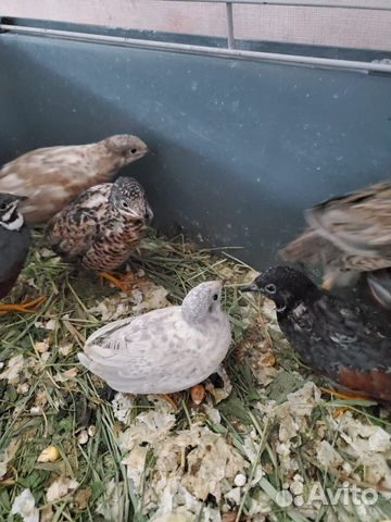 Перепел декоративный китайский