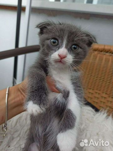 Шотландский вислоухий котёнок