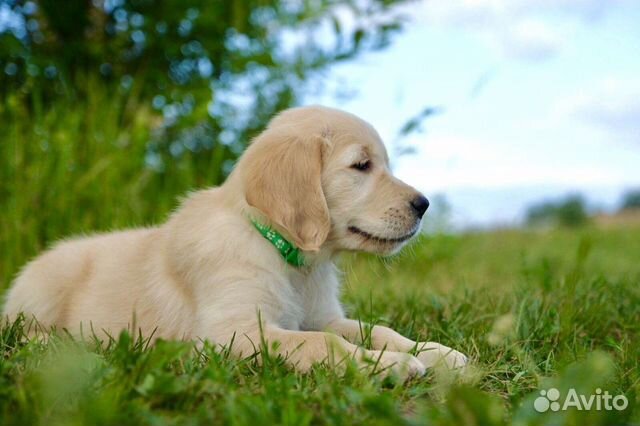 Щенки золотистого ретривера