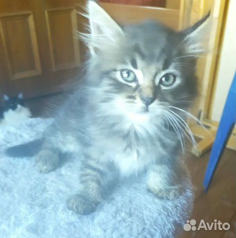 Котятки сибирячки