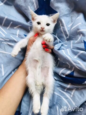 Котенок