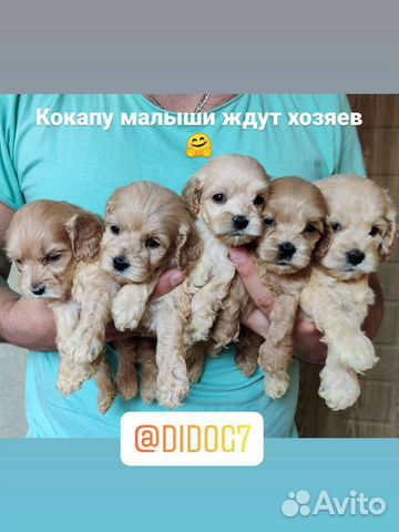 Кокапу, Кавапу свободные щенки
