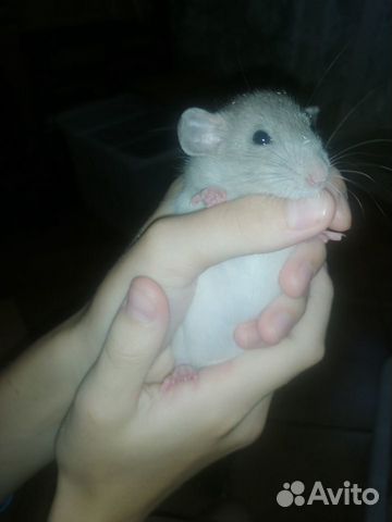 Декоративные крыски дамбо