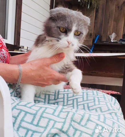 Кошечка Сара ищет дом