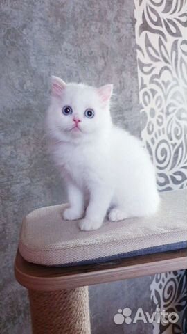 Синеглазое чудо из проф питомника