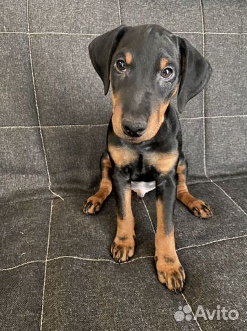 Немецкий ягдтерьер