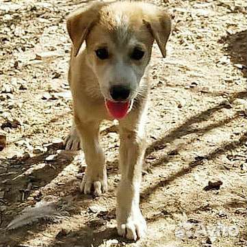 Отдам в добрые руки