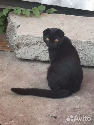 Котята в добрые руки бесплатно