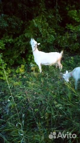 Зааненская дойная коза