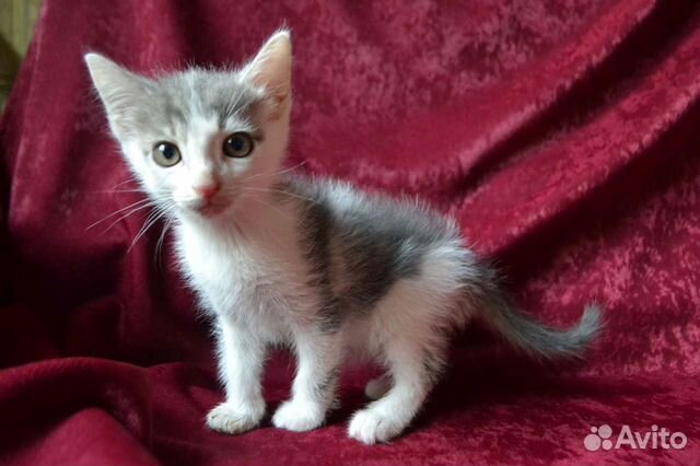 Котики малыши