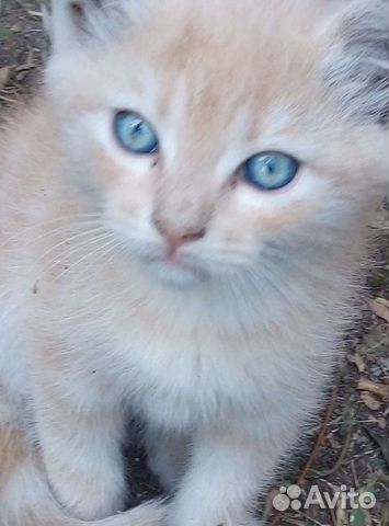 Котята в добрые руки даром