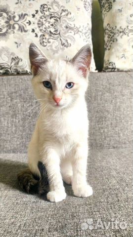 Маленькая малышка ищет себе хозяина