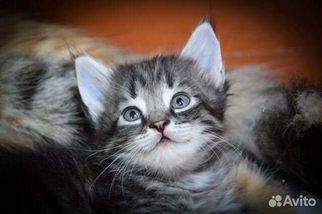 Котенок полосатик