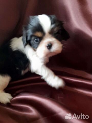 Кавалер Кинг Чарльз Спаниель