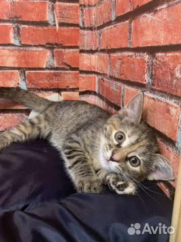 Котенок девочка Мася 3 мес