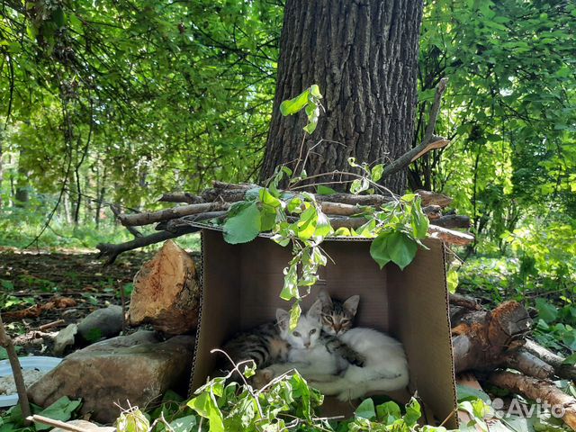 Кошечки в парке