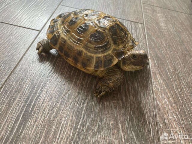 Черепаха сухопутная