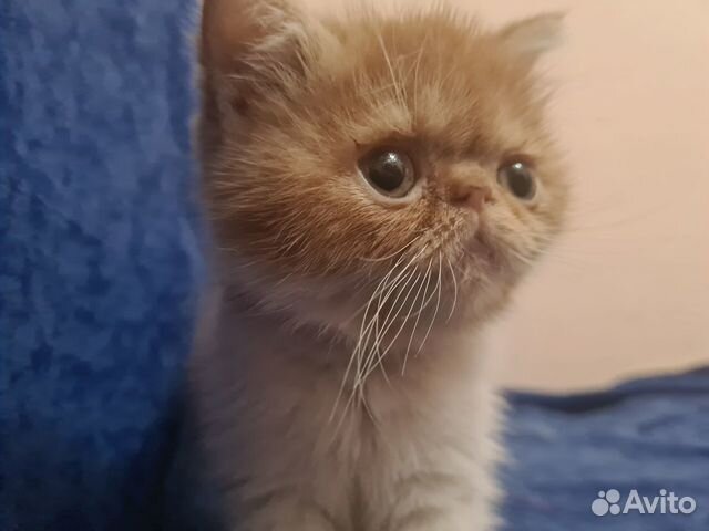 Экзотическая девочка