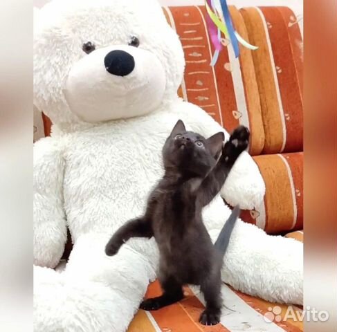 Котенок в добрые руки