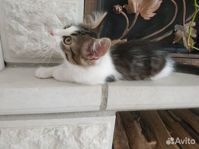 Котенок 2месяца. Мальчик. Брэд Питт