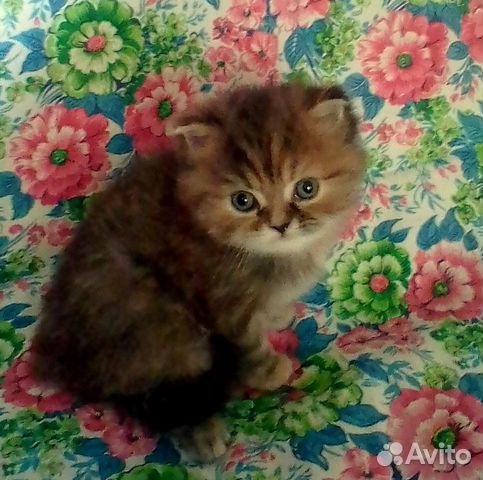 Шикарная кошечка