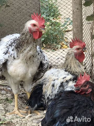 Петухи Доминанта