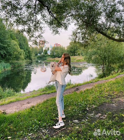 Ищем девочку породы шпиц на случку