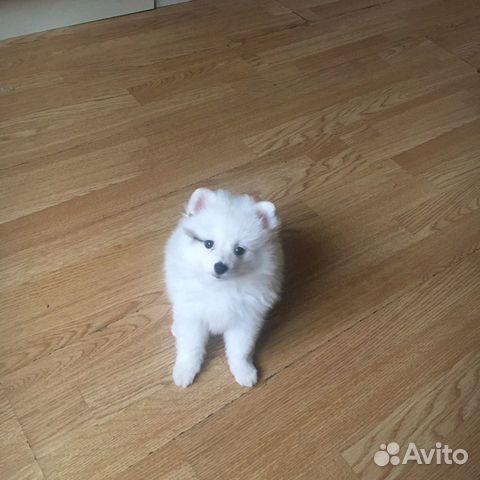 Щенок шпица