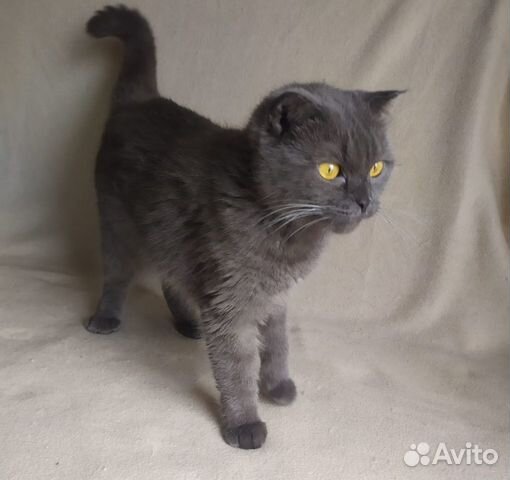 Отдам в добрые руки