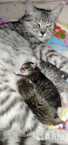 Котята британцы