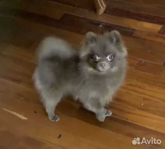 Померанский шпиц