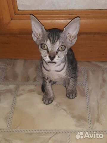 Канадский сфинкс