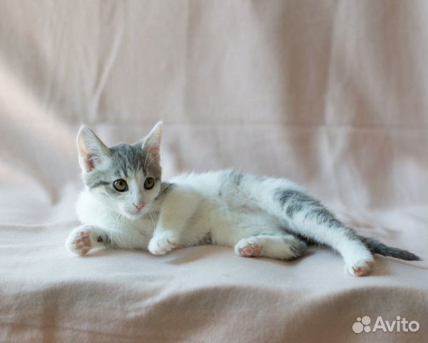 Котёнок Рафаэль, 4 месяца