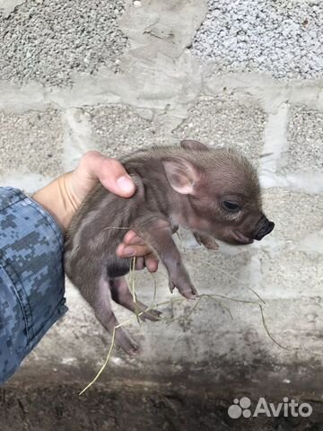 Продам свинину