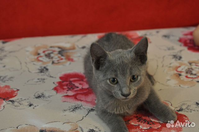 Котятки Русская Голубая