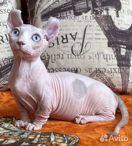 Канадский сфинкс