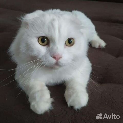 Шотландский вислоухий кот