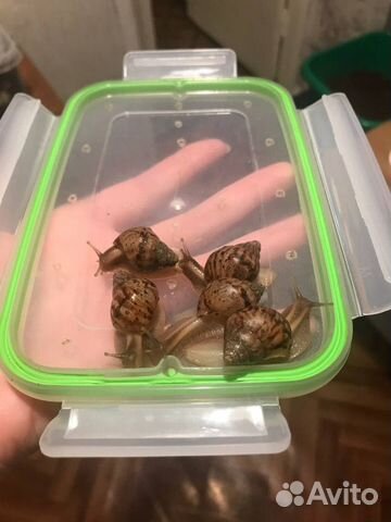 Улитки Achatina fulica