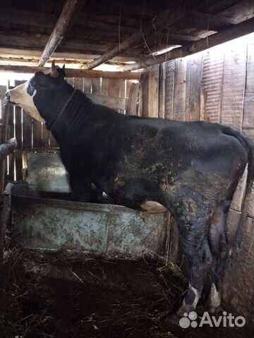 Быки и овцы