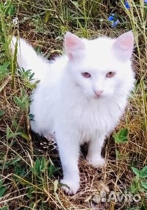 Котик Чистокровной Турецкой Ангоры в добрые руки