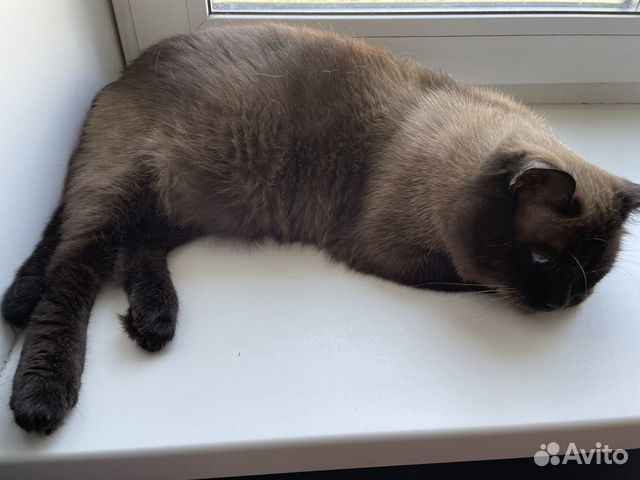 Кошка