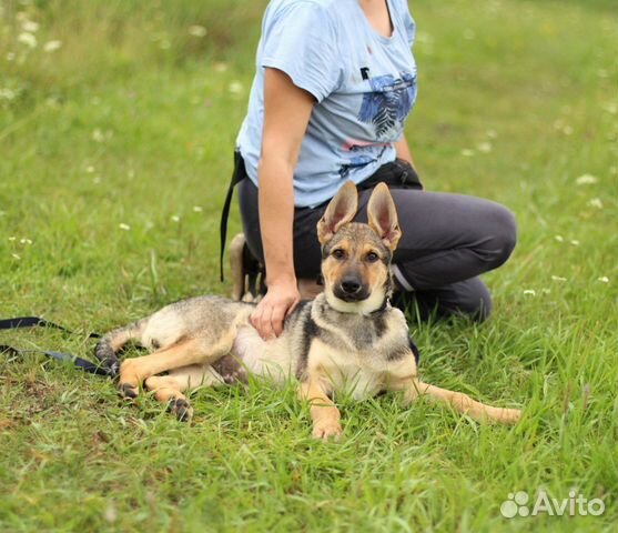Умный и верный щенок Барон, в дар