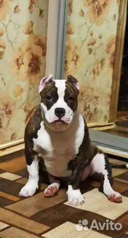 Девочка американского булли