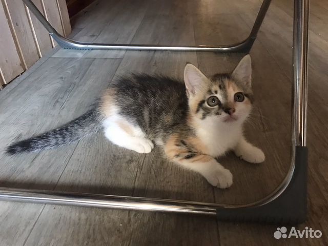 Маленькая леди