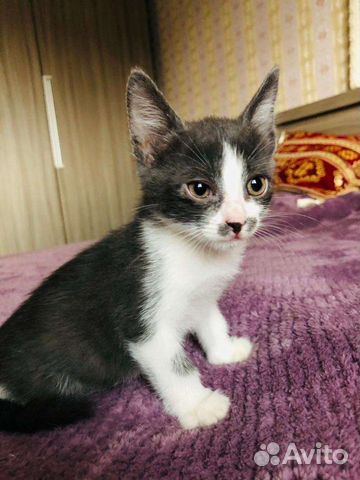 Котёнок, котята, мальчик 1,5мес в добрые руки