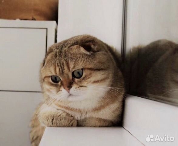 Вязка с шотландским котом