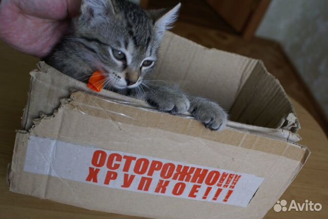 Котята с буквой М на лбу