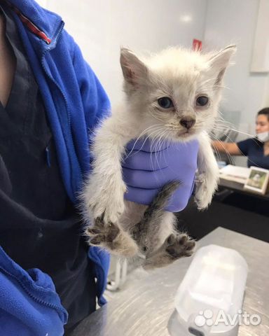 Девочка котенок Зефирка